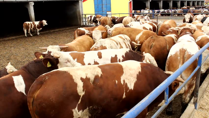 mating seasoncattle bull mount cow farm Stock Footage Video (100% ...