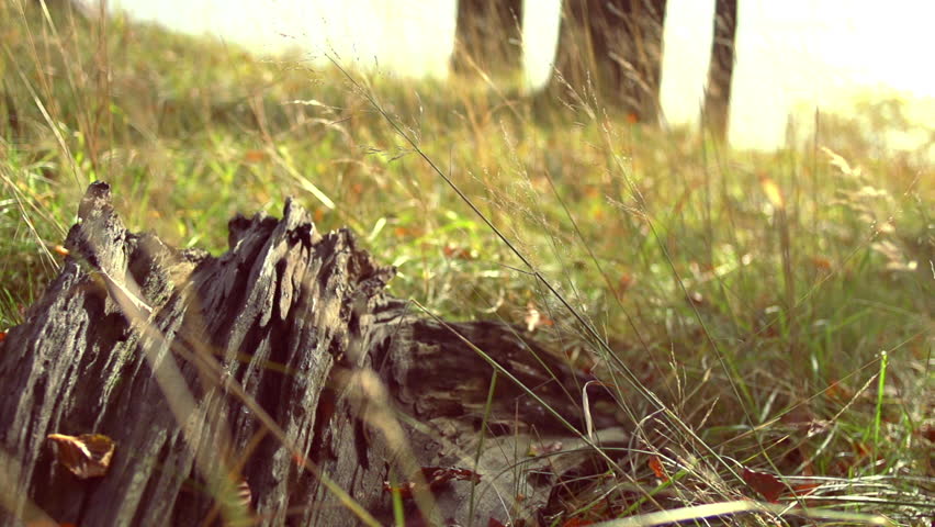 Leaves Falling On Grass in Stock Footage Video (100% Royalty-free ...