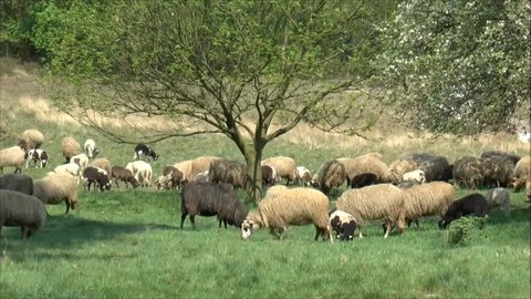 Sheep Foraging Chilling Field Sunset Filmed Stock Footage Video (100% ...