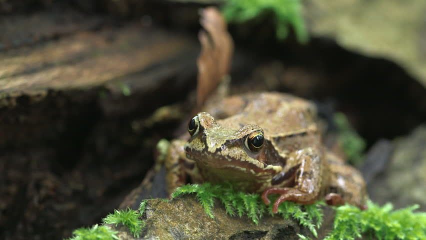 german frog on trunk moss looking Stock Footage Video (100% Royalty ...