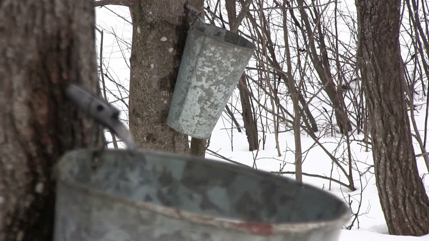 maple sap gathering buckets backyard syrup Stock Footage Video (100% ...