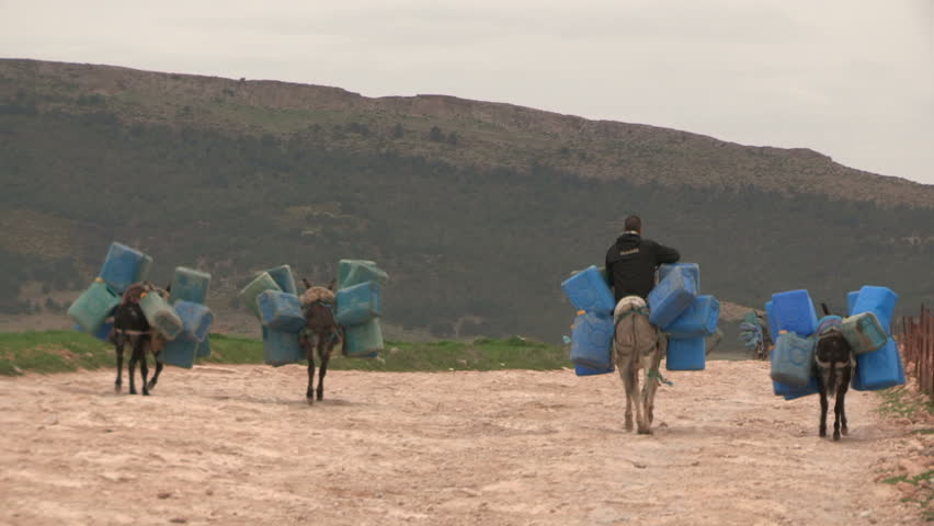 At the Moroccan-algerian Border, Donkeys Stock Footage Video (100% ...
