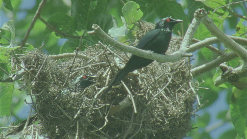 iron range queensland australia - circa Stock Footage Video (100% ...