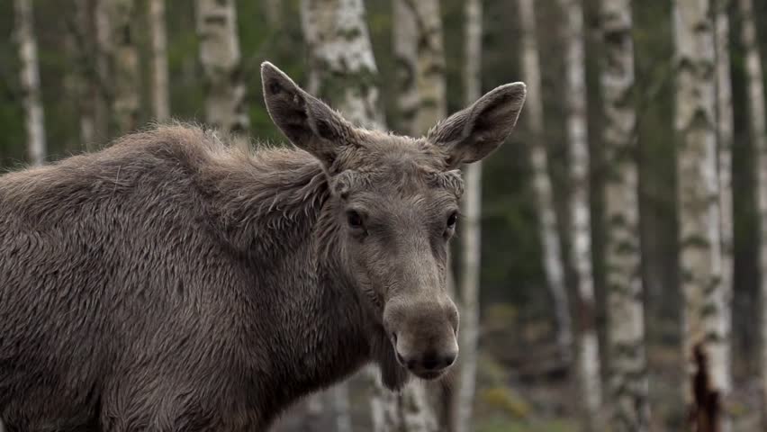 moose sweden Stock Footage Video (100% Royalty-free) 6181037 | Shutterstock