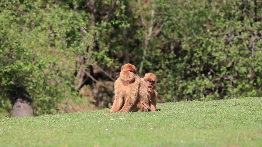 The Barbary Macaque is Found Stock Footage Video (100% Royalty-free ...