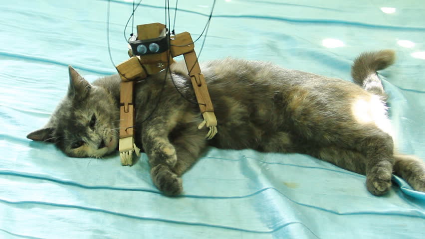 cat string puppet Stock Footage Video (100% Royalty-free) 6213005 ...