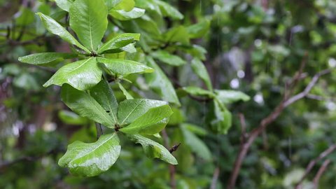 Munga Leaf Desktop Mobile Wallpaper Stock Photo 1365407387 | Shutterstock