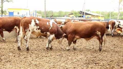 Mating Seasoncattle Bull Mount Cow Cow Stock Footage Video (100% ...