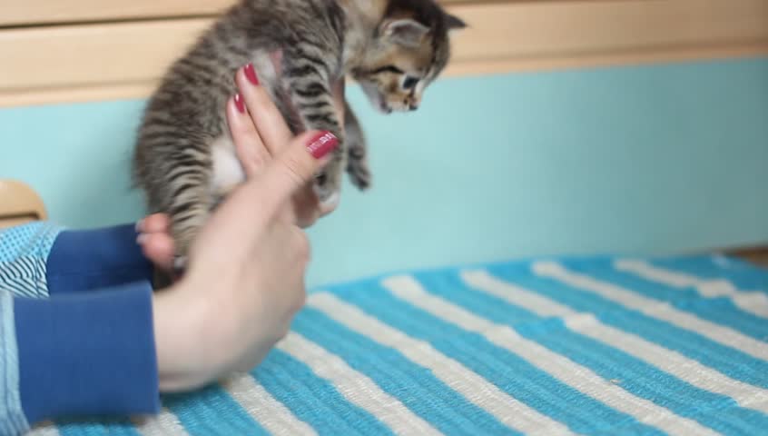 tabby kitten biting finger woman's hand Stock Footage Video (100% ...