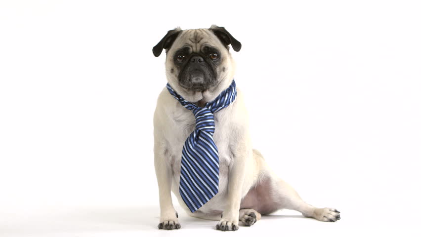 A Pug Wearing a Tie Stock Footage Video (100% Royalty-free) 6223562 ...