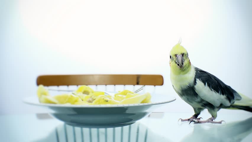 bird stealing food gets frightened slow Stock Footage Video (100% ...