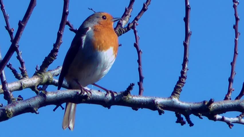 robin bird singing tree - staffordshire Stock Footage Video (100% ...