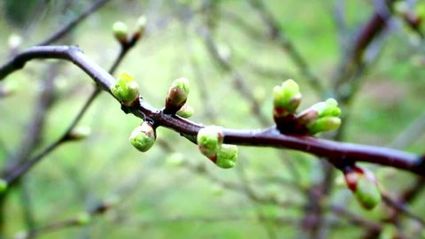 Spring Forth Buds On Trees Wind Stock Footage Video (100% Royalty-free ...