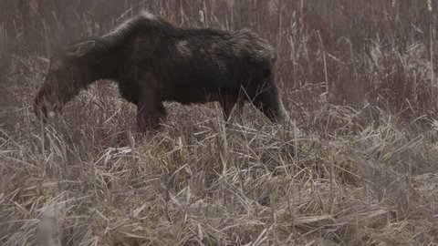 Female Moose Spring Time Stock Footage Video (100% Royalty-free ...