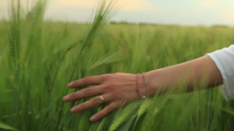 Closeup Hand Running Through Wheat Field Stock Footage Video (100% ...