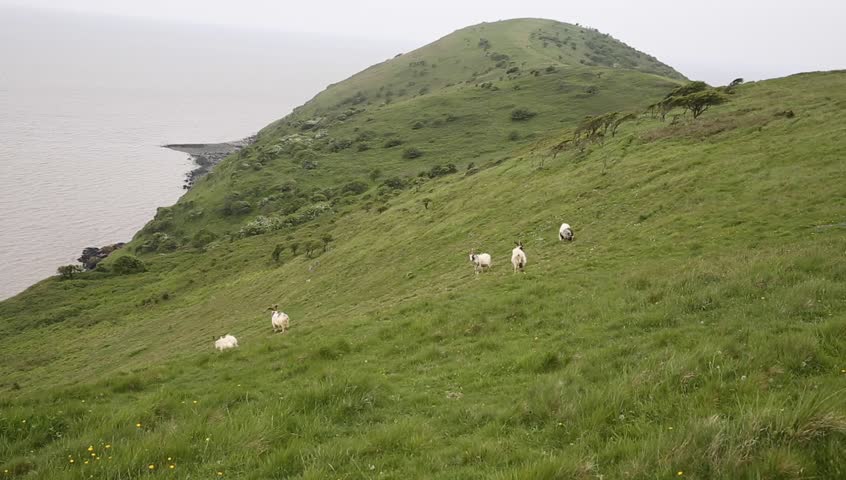 Brean Down Somerset British Primitive Goat Stock Footage Video (100% ...