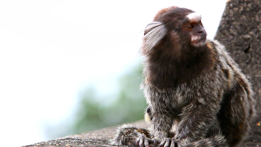 Brazilian Small Monkey Cleaning its Stock Footage Video (100% Royalty ...
