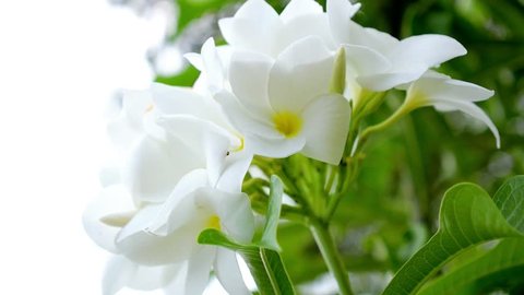 High Quality Video Beautiful Flowers Waving Stock Footage Video (100% ...