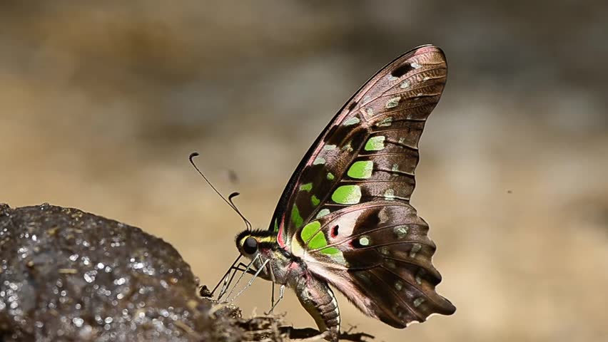 Mix of Butterfly Flying Together Stock Footage Video (100% Royalty-free ...