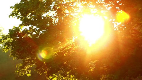 Morning Autumn Forest Sun Rays Break Stock Footage Video (100% Royalty ...