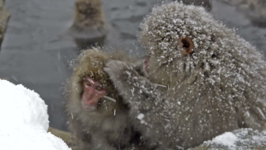 snow monkeys preening while natural hot-spring Stock Footage Video (100 ...