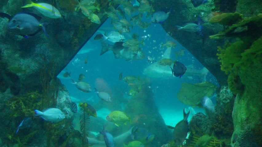 2d aquarium shot dslr Stock Footage Video (100% Royalty-free) 6280415 ...