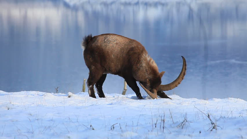 ibex Stock Footage Video (100% Royalty-free) 628510 | Shutterstock