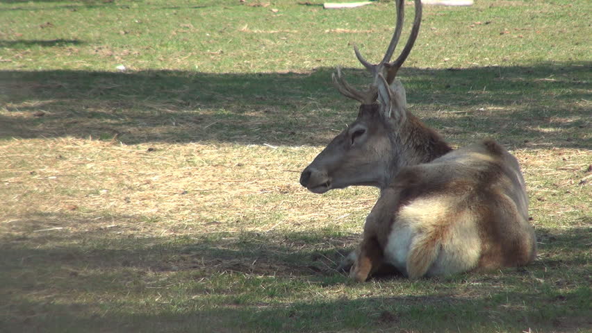 Red Deer, Stag, Doe Resting Stock Footage Video (100% Royalty-free ...