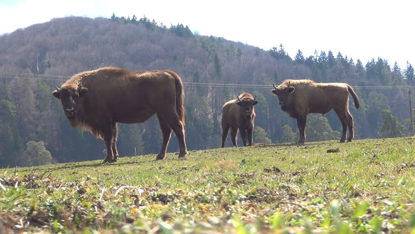 European Bison Bonasus, Buffalo Family Stock Footage Video (100% ...