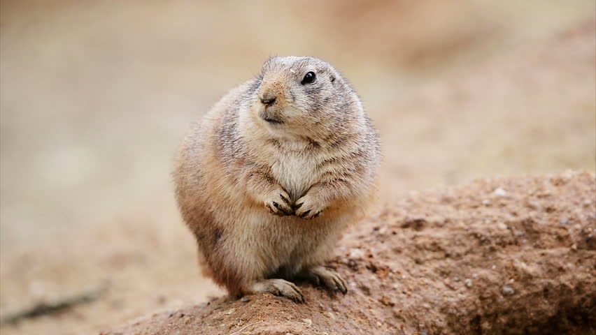 American Prairie Dog Stock Footage Video (100% Royalty-free) 6300404 ...