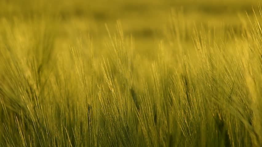 fresh wheat grass juicing nature composition Stock Footage Video (100% ...