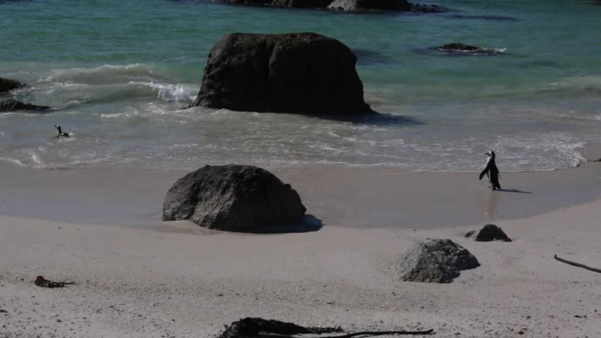 african penguins black-footed swimming ocean south Stock Footage Video ...