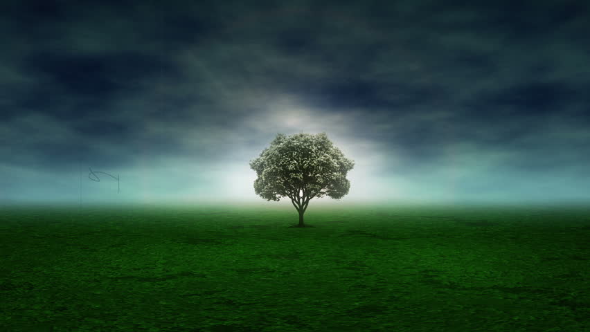 four seasons tree time lapse loop Stock Footage Video (100% Royalty ...