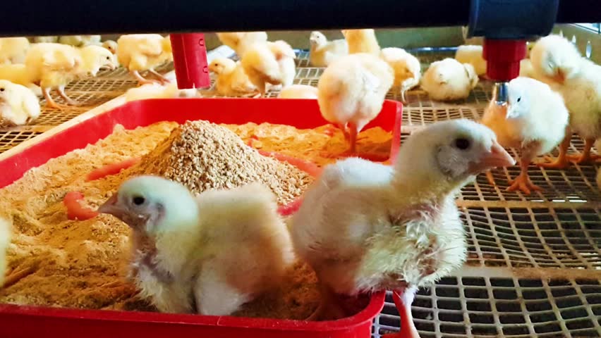 baby chicks inside modern poultry house Stock Footage Video (100% ...
