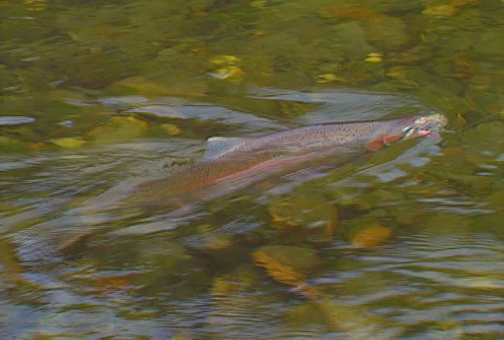 A Hooked Steelhead Trout Fights Stock Footage Video (100% Royalty-free ...