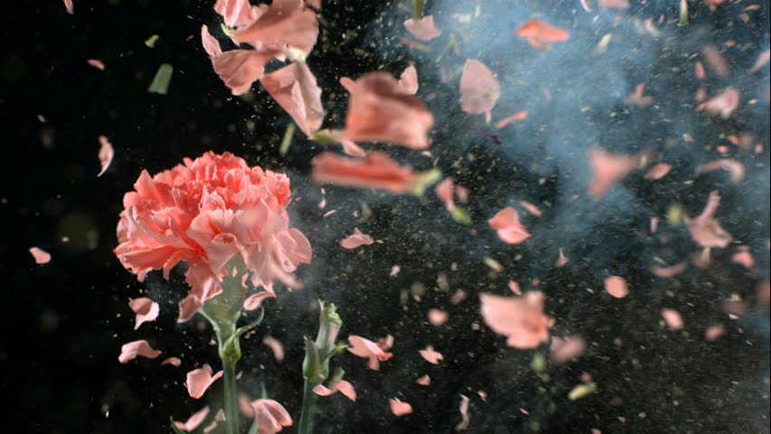 flower frozen liquid nitrogen explodes slow Stock Footage Video (100% ...