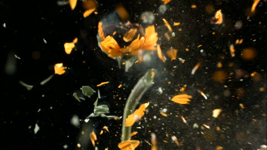 Exploding Flowers