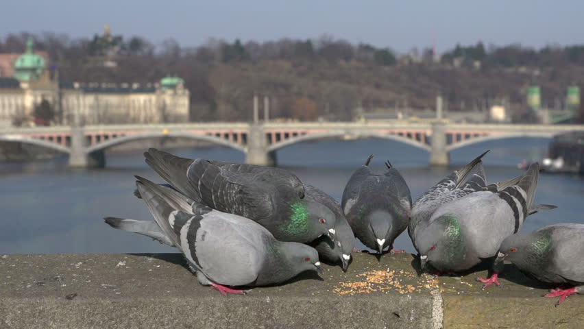 Pigeons Fighting Over Feed in Stock Footage Video (100% Royalty-free ...