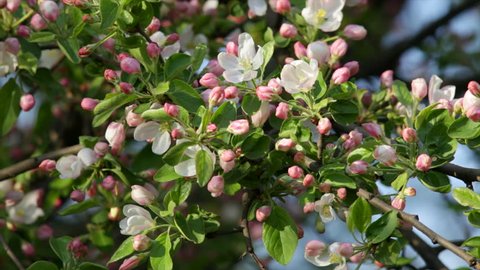 pink white blossoms blow breeze on Stock Footage Video (100% Royalty ...