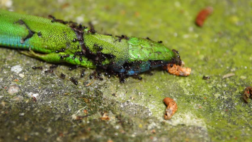 Ants Eating a Dead Lizard Stock Footage Video (100% Royalty-free ...