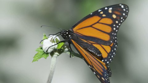 Cartera de videos de stock de Jesse Rosten | Shutterstock