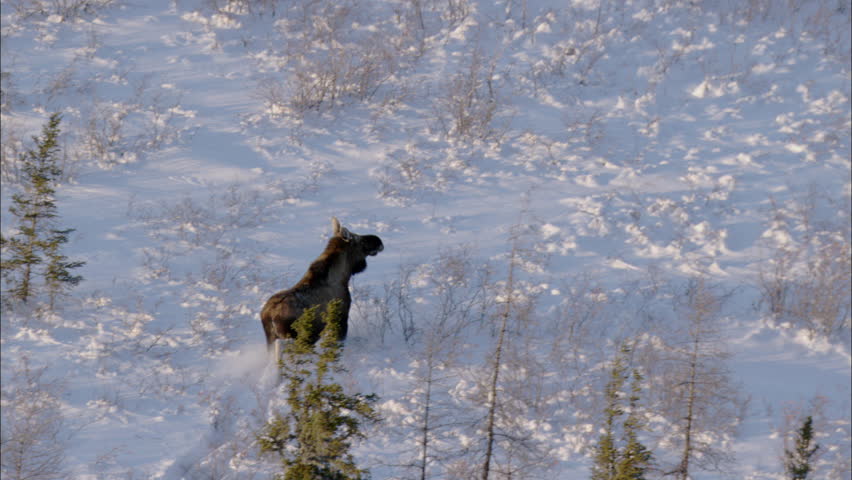 Frozen Tundra Elk. Aerial Shot Stock Footage Video (100% Royalty-free ...