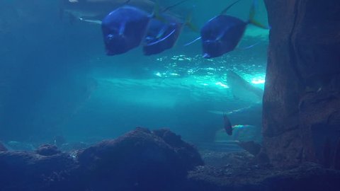 Beautiful Underwater Scene Shark Stock Footage Video (100% Royalty-free ...
