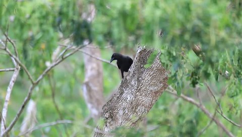 Slenderbilled Crow Corvus Enca Palawan Island Stock Footage Video (100% ...