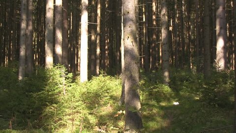 changing seasons transition winter spring summer Stock Footage Video ...