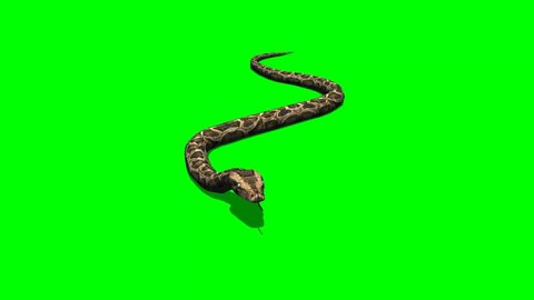 Python Snake Crawls Green Screen Stock Footage Video (100% Royalty-free ...