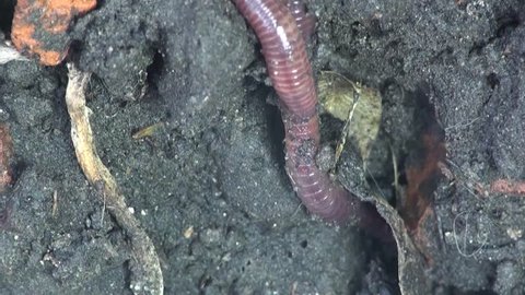 Earth Worm Hiding Ground Stock Footage Video (100% Royalty-free ...