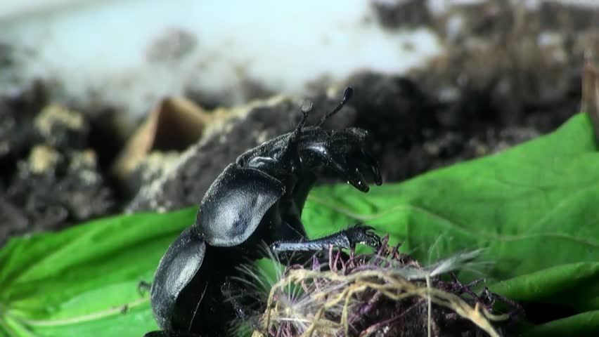 dendrobates auratus known green black poison Stock Footage Video (100% ...
