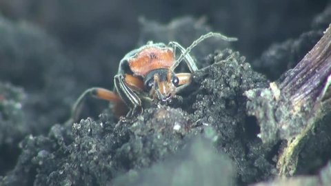 Forest Fire Wild Animal Burnt Forest Stock Footage Video (100% Royalty ...