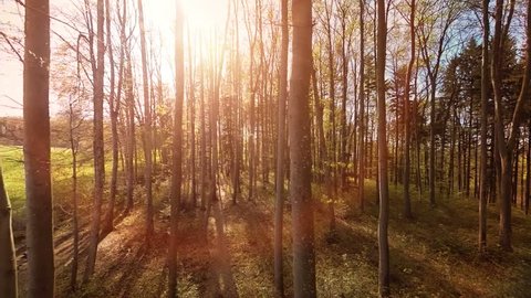 Beautiful Forest Trees Sunshine Sunset Sun Stock Footage Video (100% ...